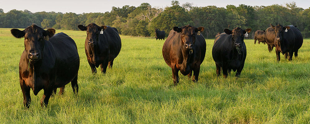 Texas Craft Steaks - The best beef in Texas, delivered to your door.